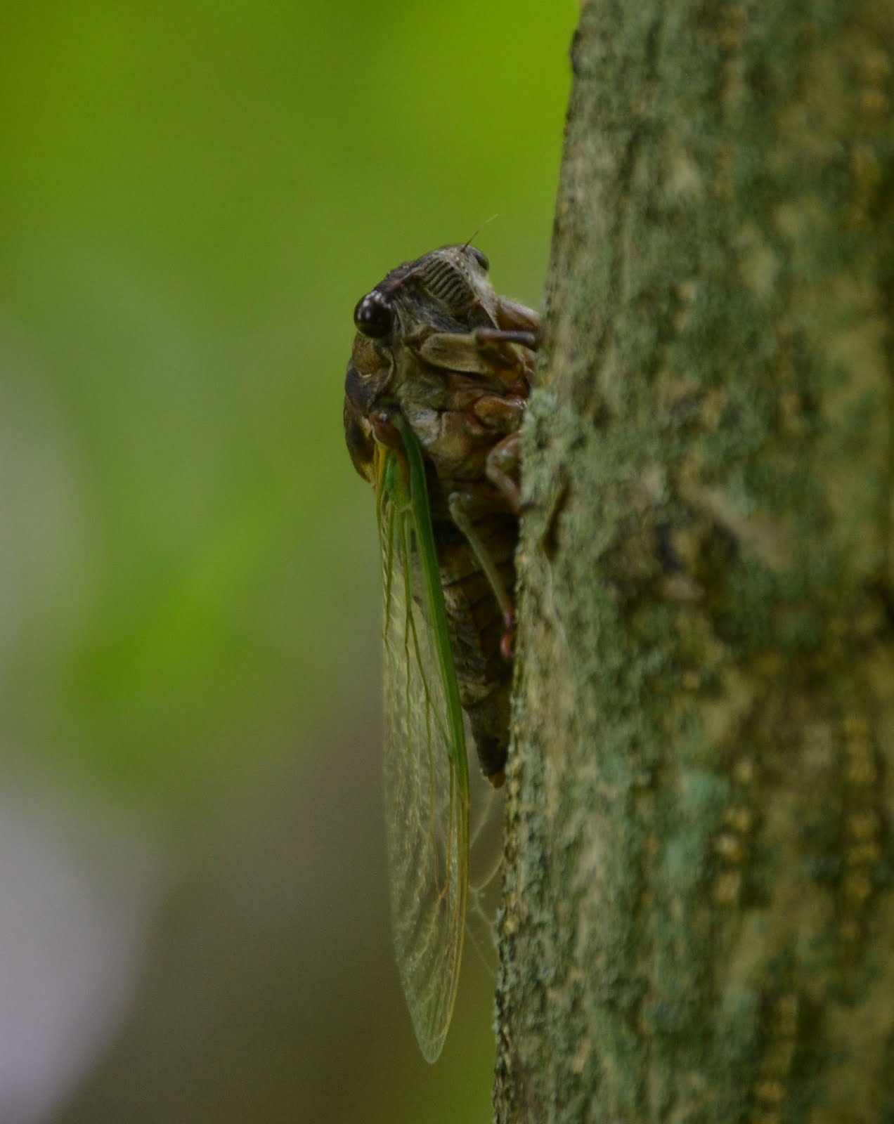 Woods Walks and Wildlife: July 2011