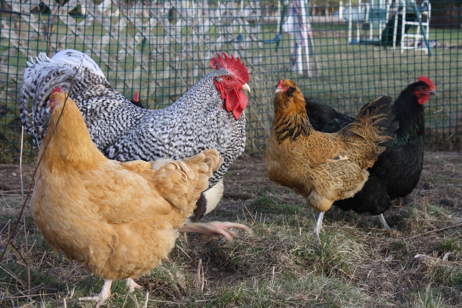 Field Notes ~ Cumberland County, Nova Scotia: April 2013