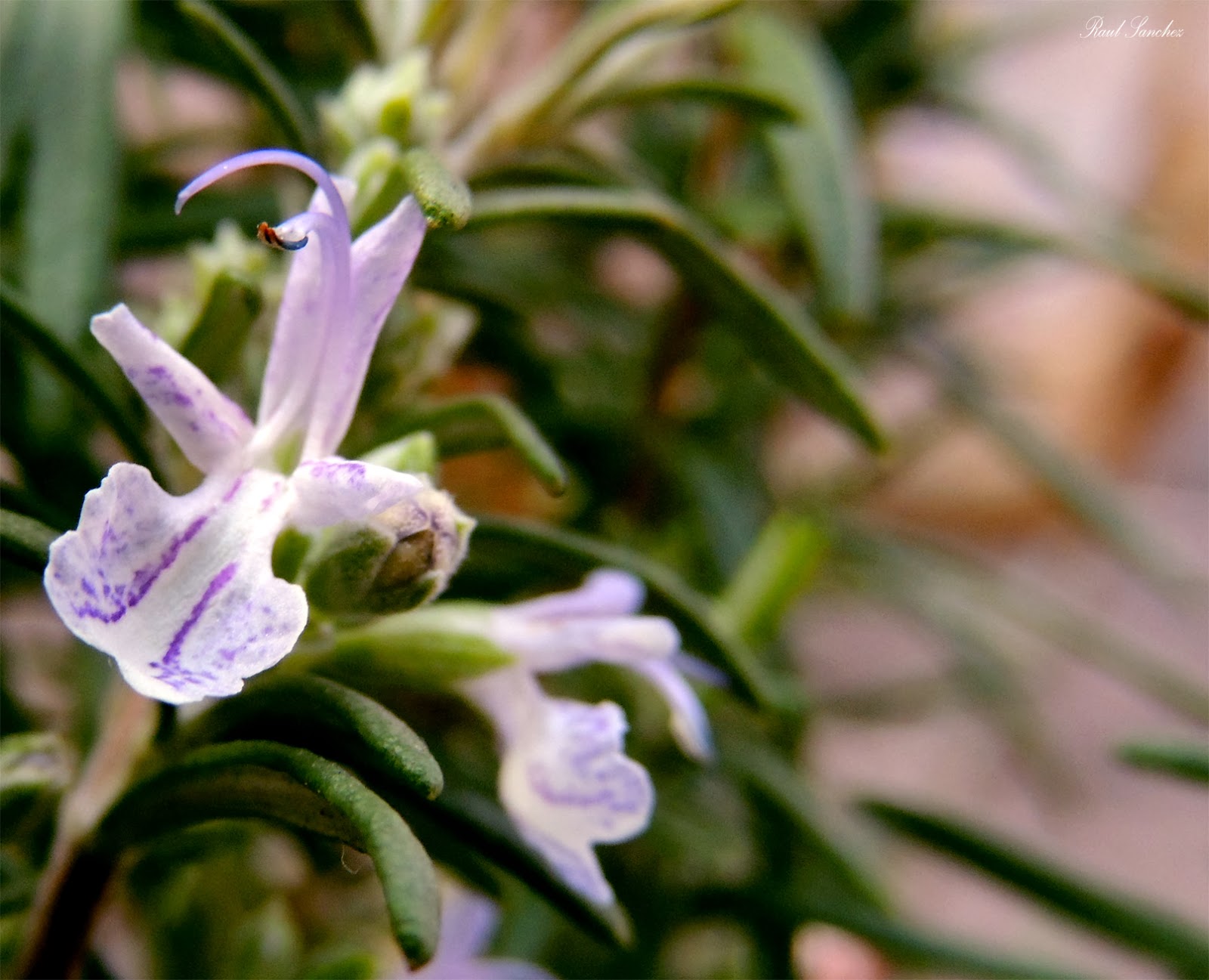 Flores y Plantas: Flor de Romero