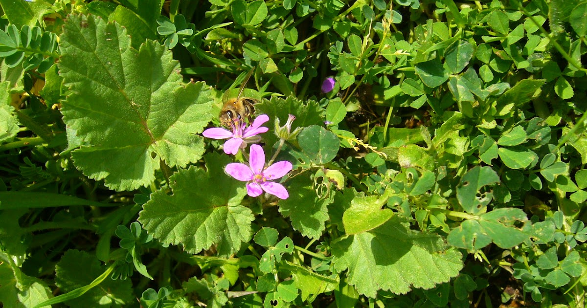ΓΕΡΑΝΙ ΕΡΩΔΙΟΣ Erodium chium, ένα φυτό δείκτης μελισσοκορεσμού.