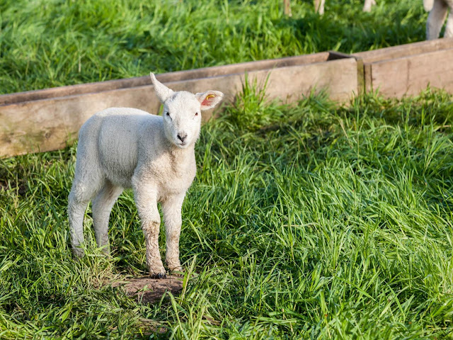 7 things you need to know this lambing season
