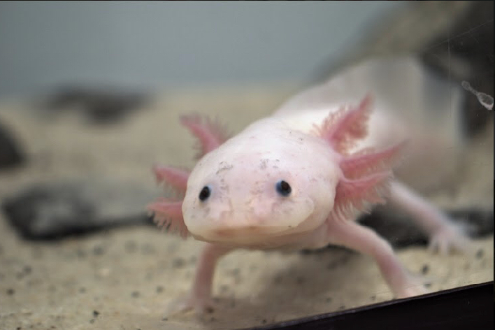 En busca de la preservación del axolote
