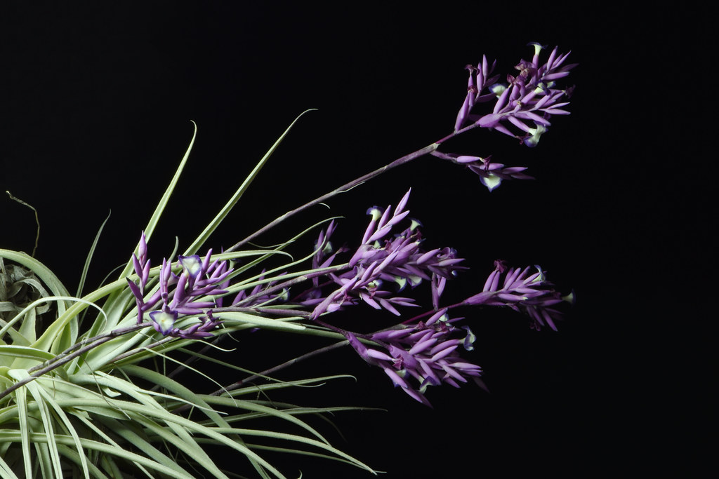 Tillandsia straminea care and culture | Travaldo's blog