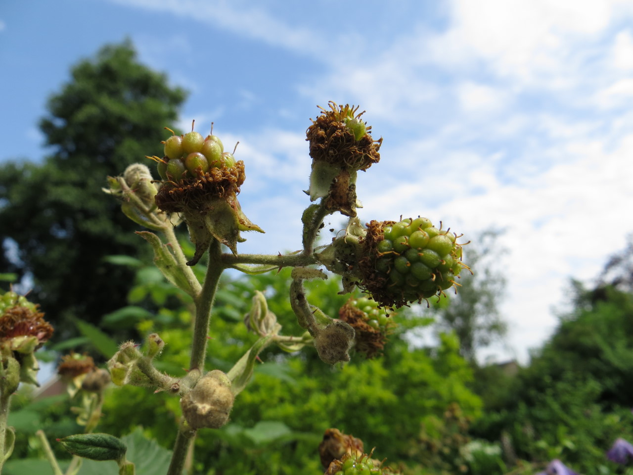 God is in de stilte: De braam van knop naar vrucht