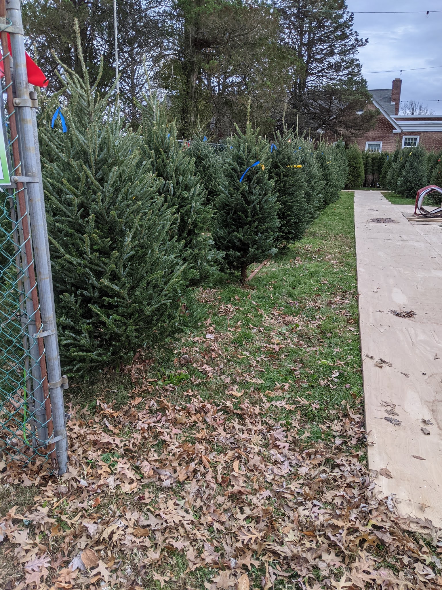 Robert Dyer @ Bethesda Row: North Star Christmas Trees celebrates 50 ...