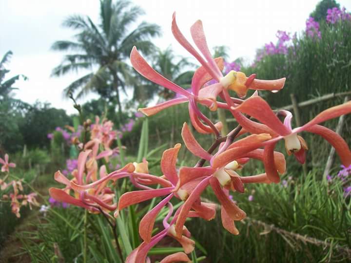 Jenis - Jenis Anggrek Tanah