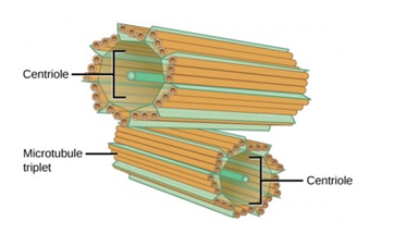 Sel Hewan: Bagian Bagian Sel Hewan dan Fungsinya