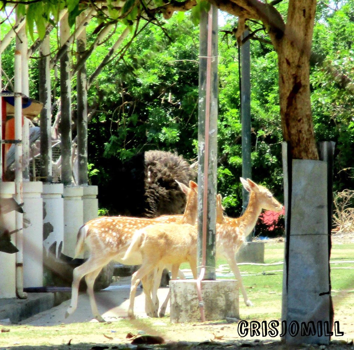 Animals to See When Visiting the Baluarte in Ilocos Sur | SIMPLE DREAMER