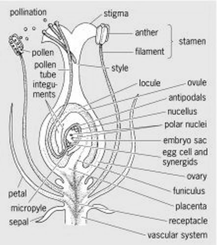 BIOLOGY BLOG, : Flower Structure