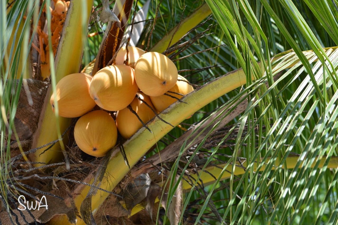 Tropical Biodiversity - Santarém - Pará - Brasil: Fully mature coconuts