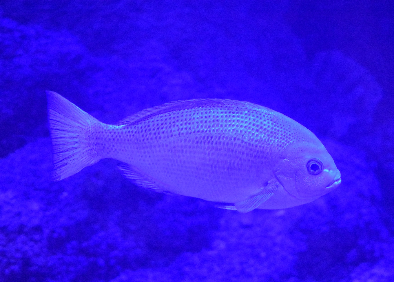 ZOOTOGRAFIANDO (6.100 ANIMALS): CHOPA DE ESCAMAS GRANDES / LARGESCALE ...