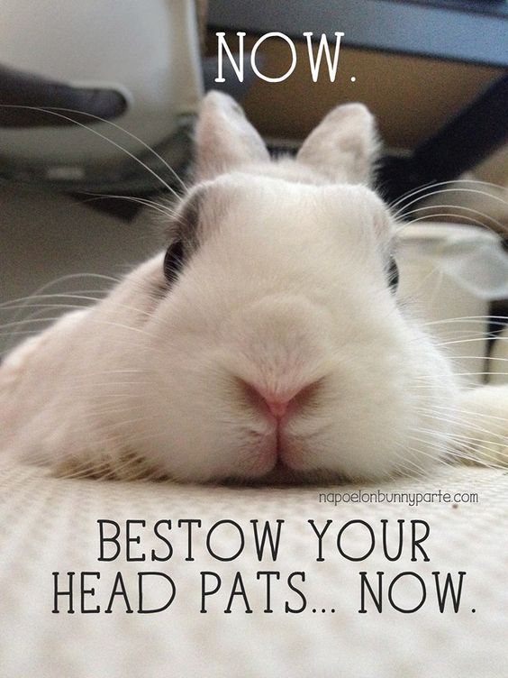 Rabbit Ramblings: Funny Bunny Monday Meme*day