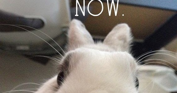 Rabbit Ramblings: Funny Bunny Monday Meme*day