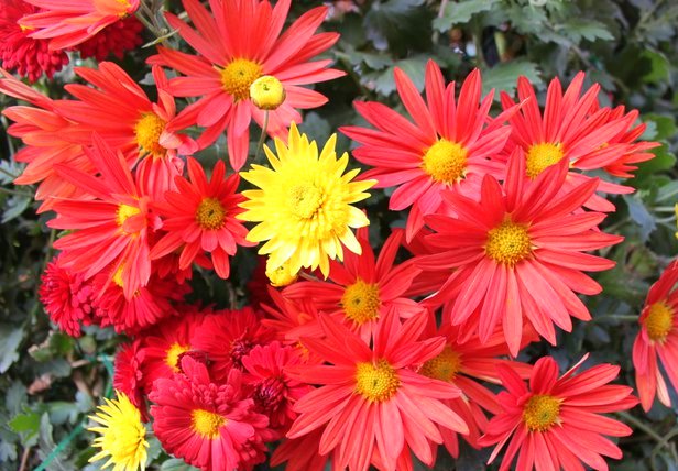 Bulaklak Decor: Red Aster