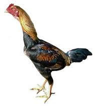 Everything Under the Sun.: Saipan Jungle Fowl