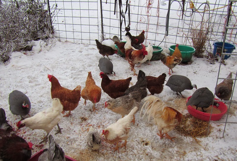 Ruthlynn's World: Snow Chickens