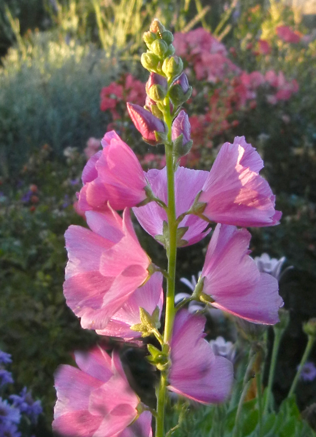 Photographing Flowers: Pink Flowers of All Kinds