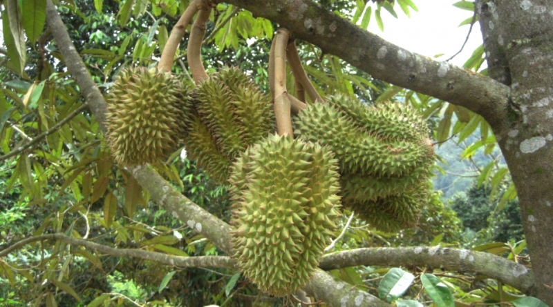 Under The Angsana Tree: Wild Durians From East Malaysia - Sabah & Sarawak‏