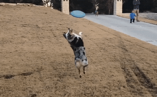 Chuck's Fun Page 2: Some dogs are bad at frisbee - 35 JPEGs and 10 GIFs