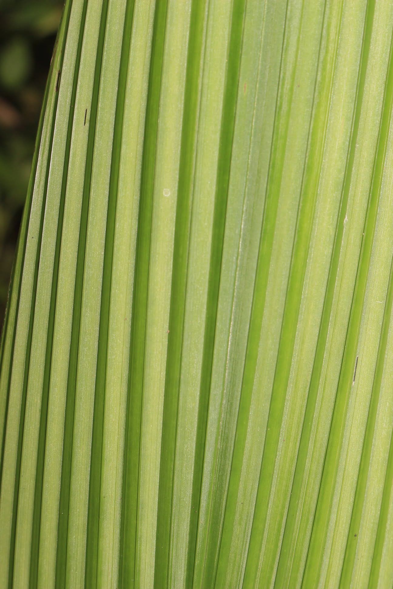 Curculigo capitulata