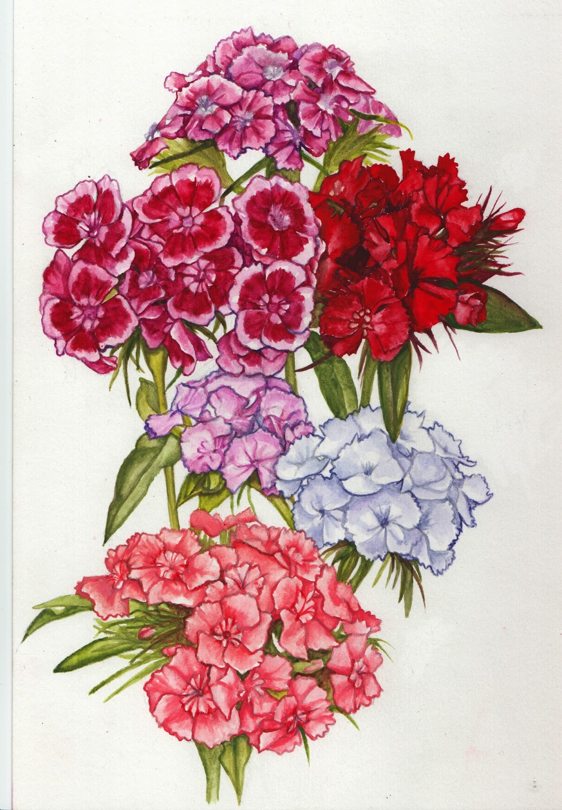 Jessie s Art Sweet William jessie-s-art-sweet-william