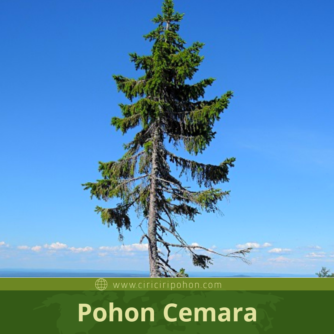 Fakta Menarik Tentang Pohon Cemara di Indonesia dan Negara Lainnya ...