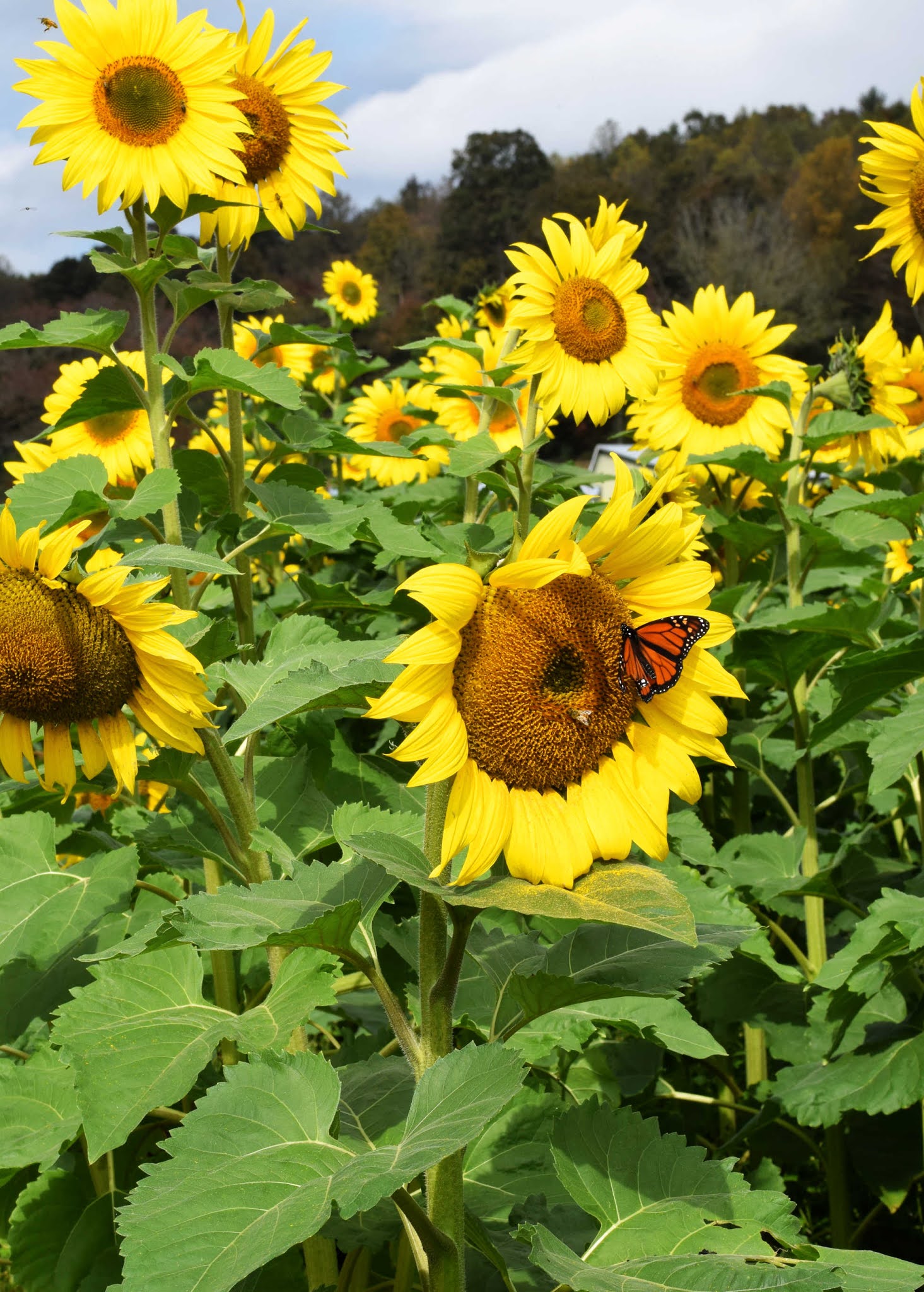 Using Georgia Native Plants: 2020 in Pictures