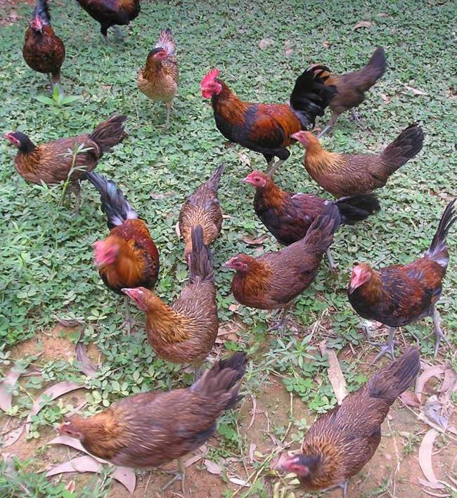 The CAPSU RDE Monitor: CapSU supports WESVARRDEC’s Darag chicken ...