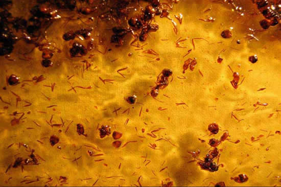 Menakjubkan Lukisan Dari 200.000 Semut - Berita Aneh dan Unik Terbaru