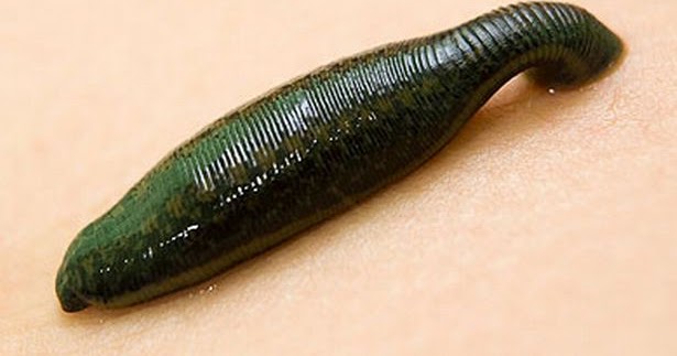 තෙත් වැසි වනාන්තරවල ඇවිදිද්දී කූඩැල්ලෝ එල්ලෙන එක නවත්තන්නේ කොහොමද ...