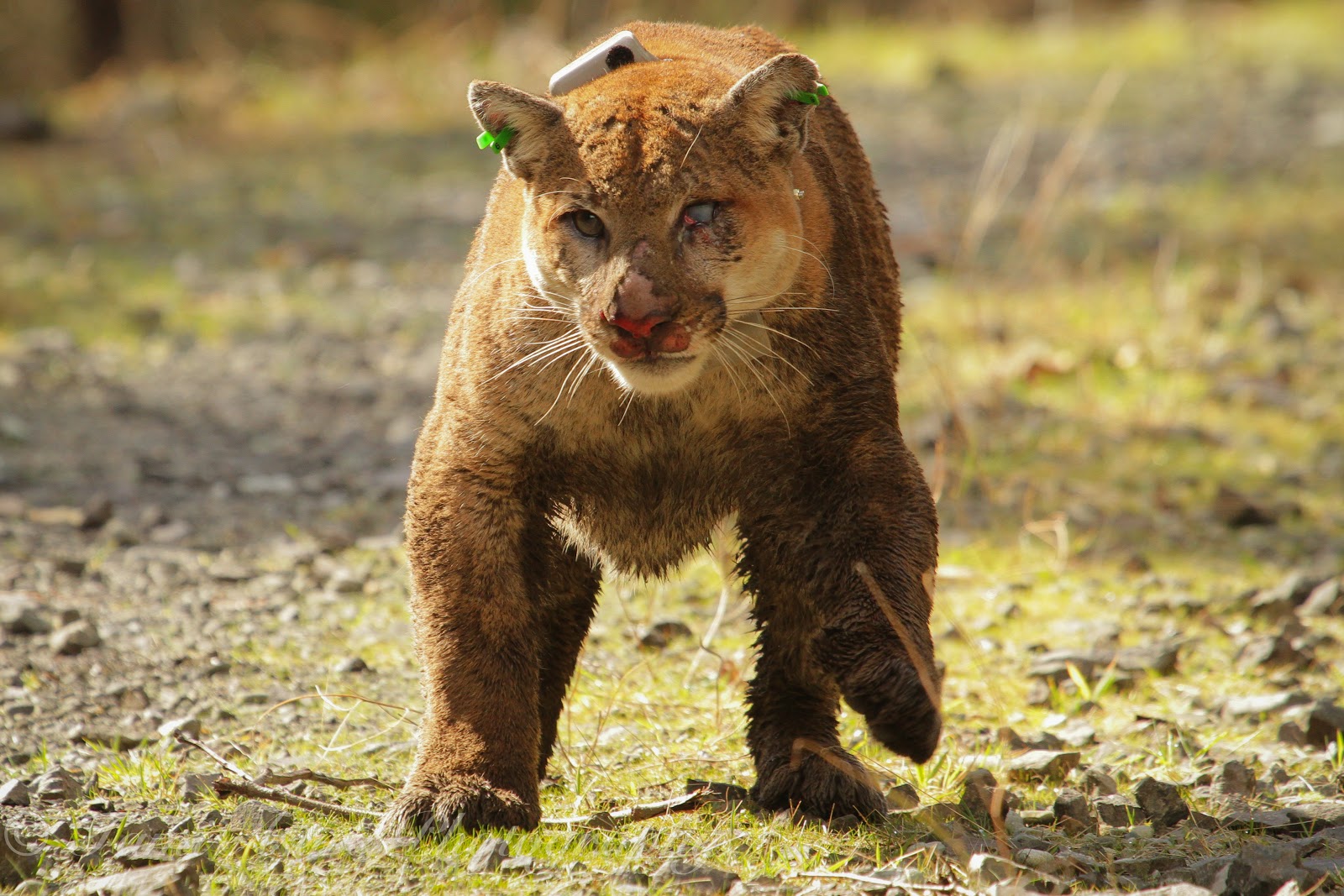 Backcountry Babble: the big old cat was covered in mud