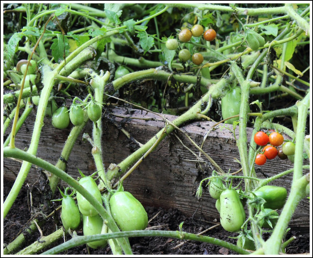 Texas Adventures in New England: Garden Beauty
