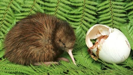 =) KIWI!: El kiwi (animal)