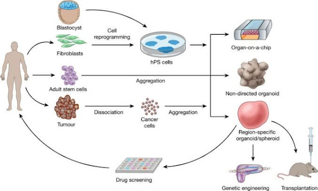Model Organisms : Organoids- an emerging technology full of promises ...
