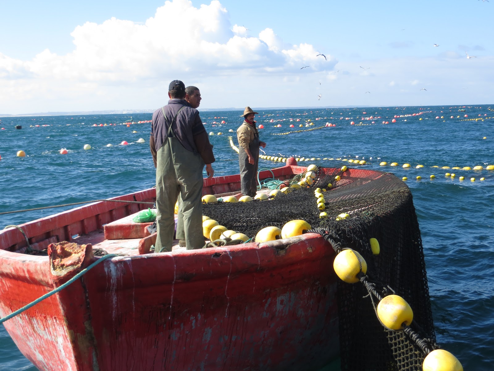 Tag-A-Giant: Tuna trap tagging takes teamwork!