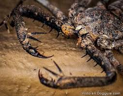 Guabá ~ Curiosidades y Mas