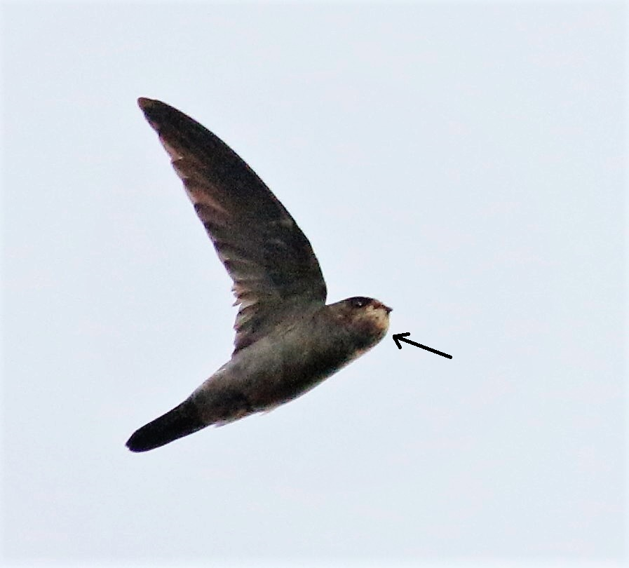 Ron-Nature-Adventures: Peculiar Behavior of Aerodramus Swiflets