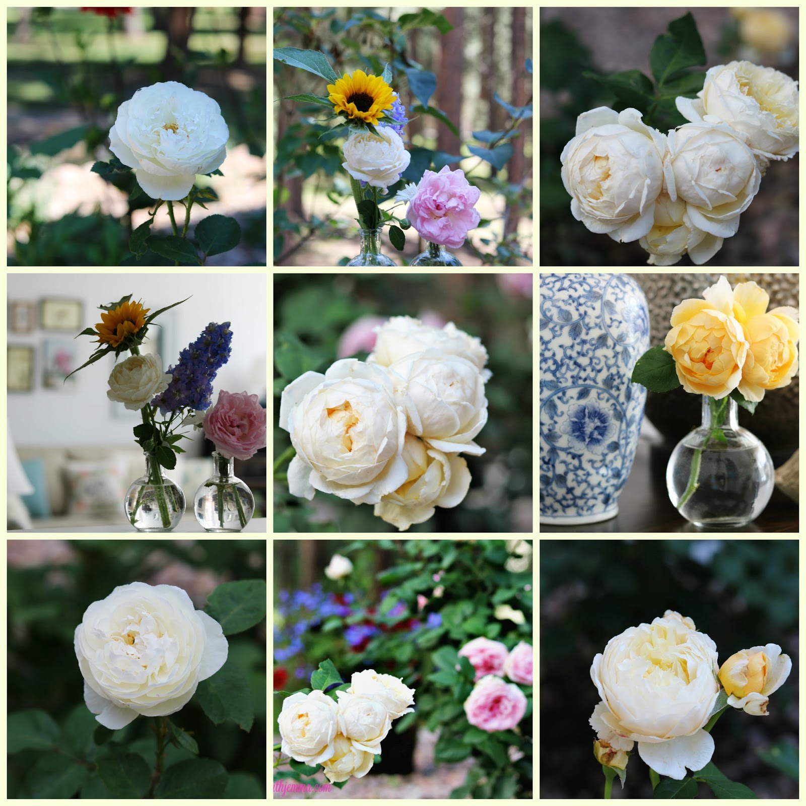 David Austin Roses For The Home & Garden|Gardening Series 4 - At Home ...