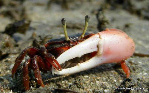 Nur Mallo Junior: KEPITING BIOLA (Uca spp.), FAUNA UNIK DI PESISIR PANTAI