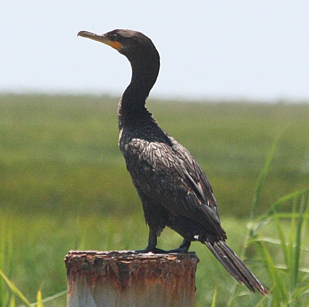 This week in birds - #446