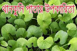 What are the top benefits of Thankuni Pata | থানকুনি পাতার ভেষজ মূল্য