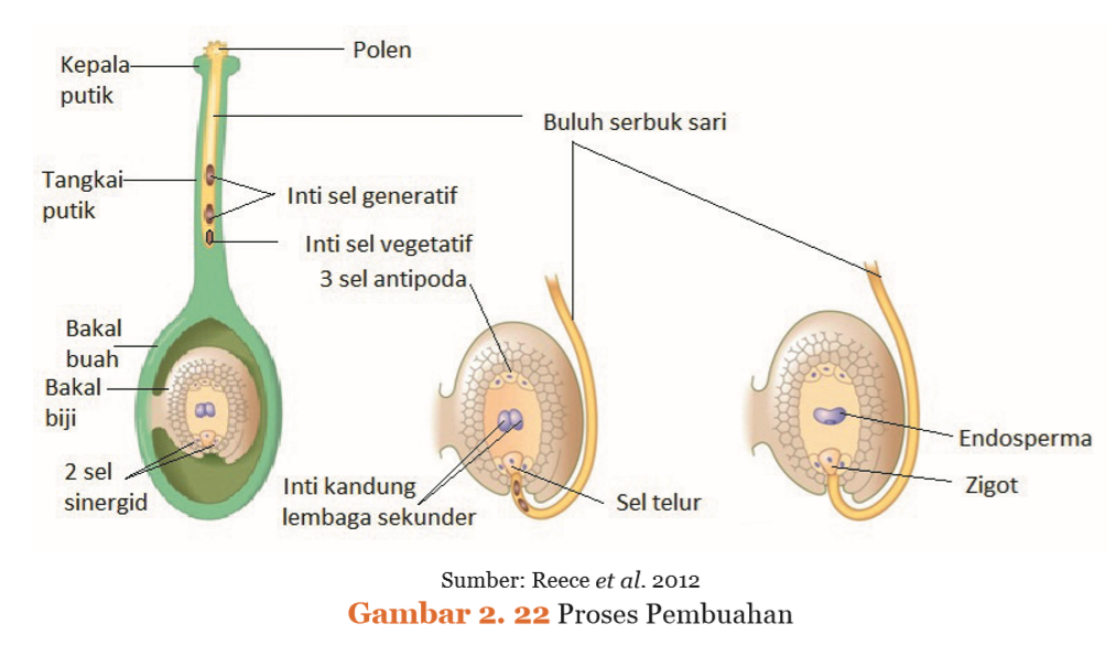 Fertilisasi Pada Tumbuhan - Perumperindo.co.id