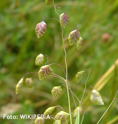 Plantas e Flores do Areal: Briza maxima L.; Briza media L.; Briza minor L.
