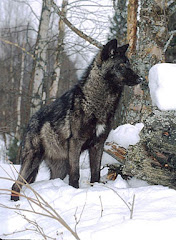 MistyPack: New Wolves!