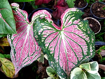 Types of Caladiums- Angel wings | SL Flora