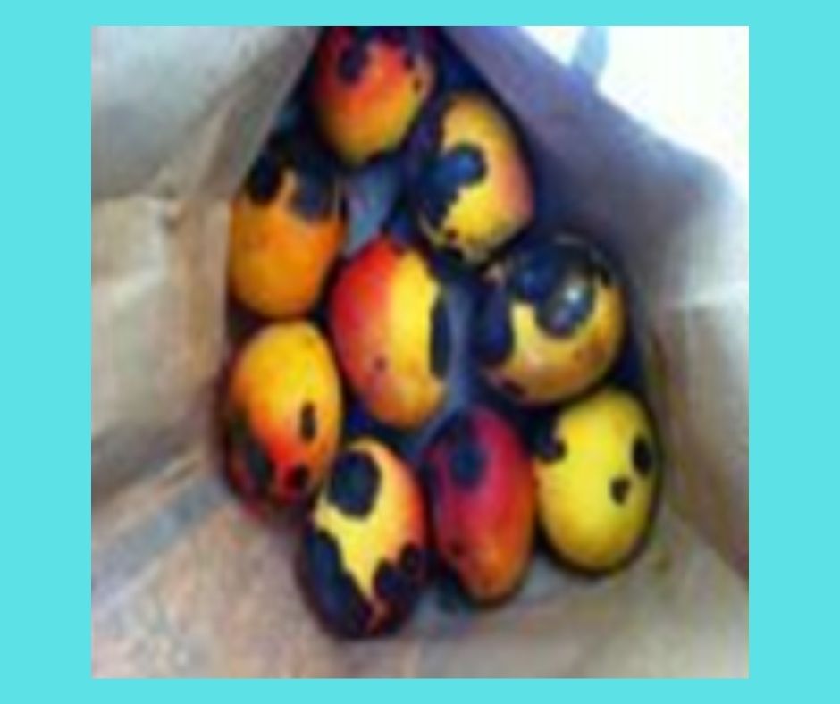 Bacterial Canker On Mango