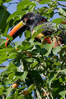 Bird Guide: Costa Rica 2012 - Trip Report Part 3