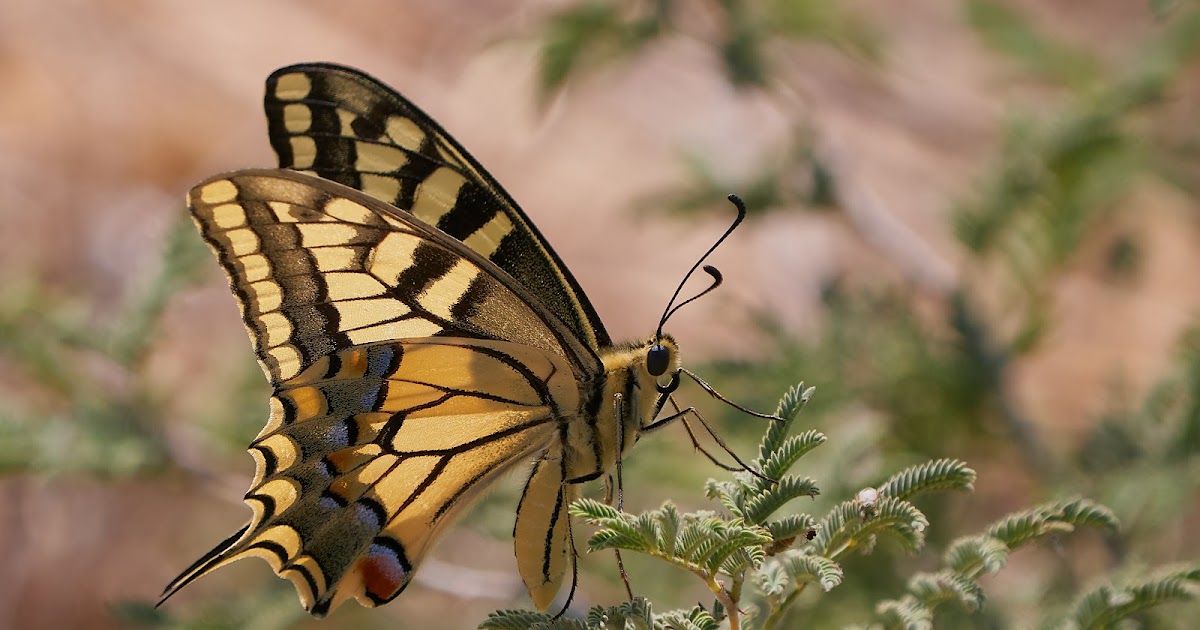 Swallowtail