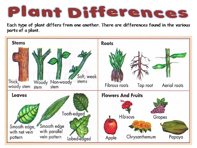 Plants: Plant differences