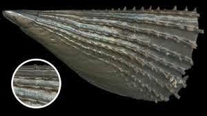 Pesca y Acuacultura: Los famosos Callos de Hacha